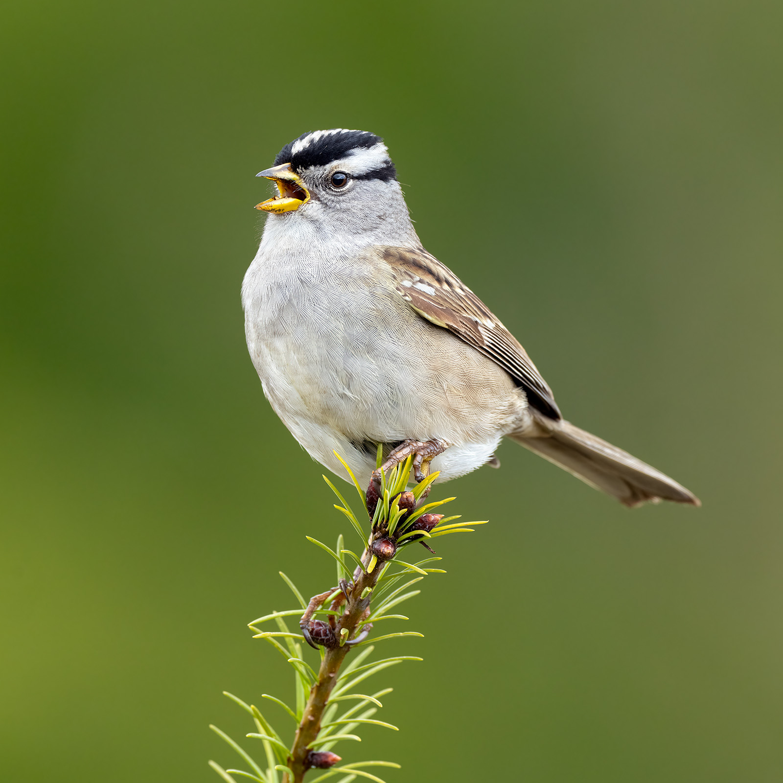 White-crowned Sparrow | Victoria, British Columbia | Jake Levin Photography