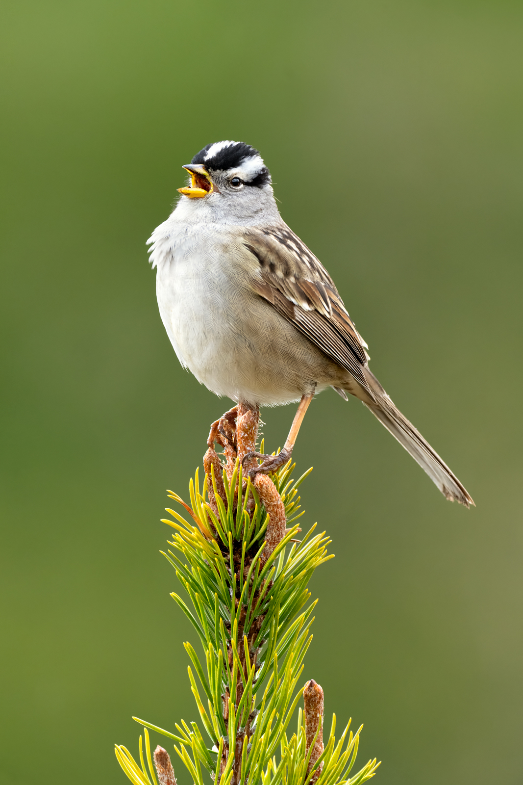 White-crowned Sparrow | Victoria, British Columbia | Jake Levin Photography